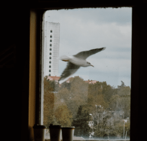 Spiritual Meaning Of Birds Flying Into Windows