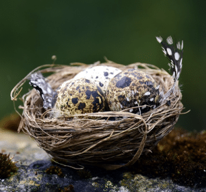 Bird Nest Superstition: Is It A Good Or Bad Thing?